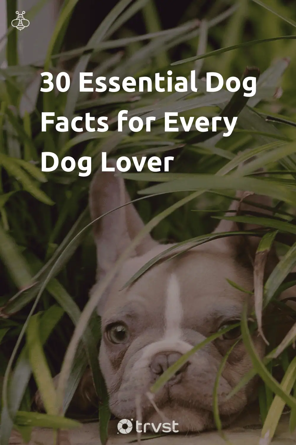 30 Essential Dog Facts for Every Dog Lover