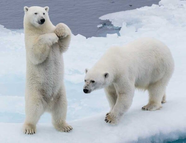 25 Polar Bear Facts About the Arctic’s White Giants