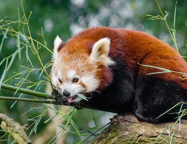 15 Red Panda Facts Exploring the Life of These Bamboo Lovers