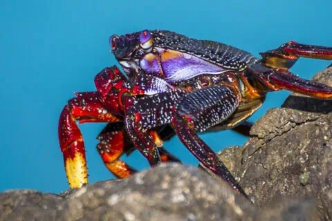 21 Types of Crab Exploring the Incredible Variety of Crab Species