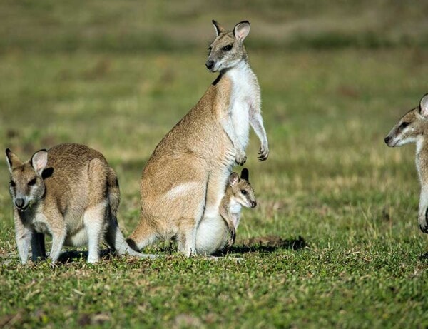 24 Animals That Start With K With Pictures And Facts