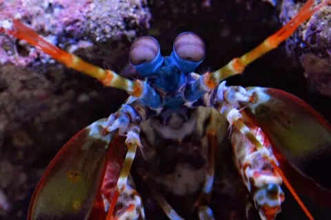 13 Types of Mantis Shrimp: Species, Facts and Photos