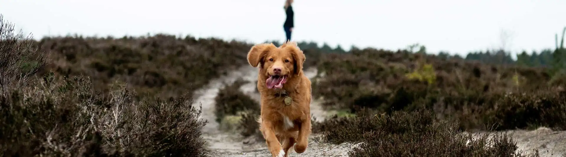 National Dog Day: Why it Matters and How to Get Involved