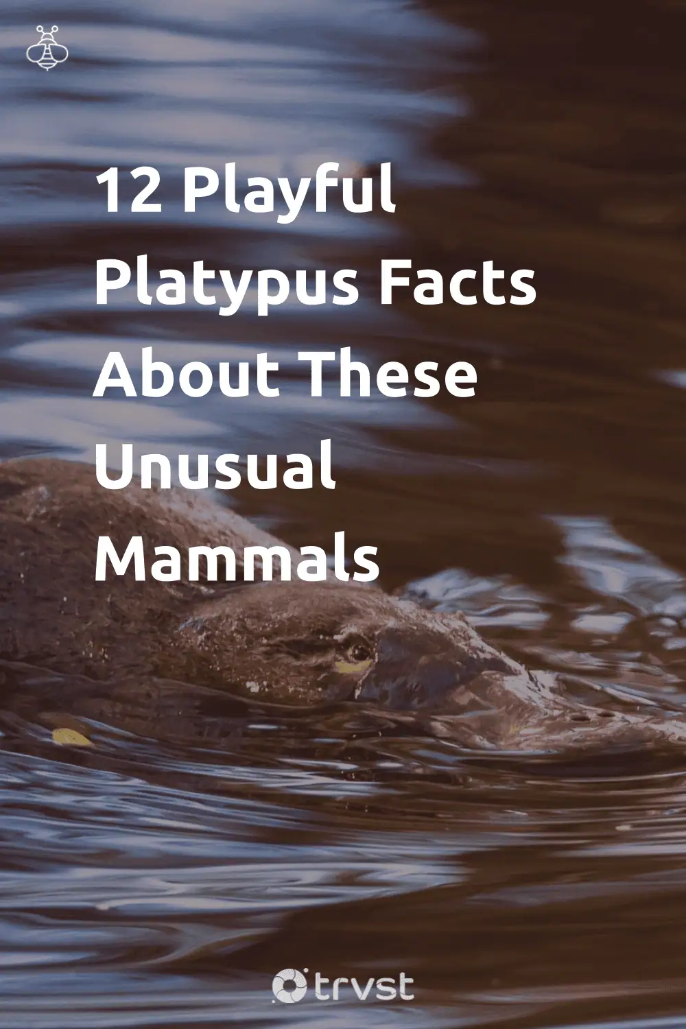 12 Playful Platypus Facts About These Unusual Mammals