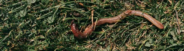 14 Worm Facts That Will Surprise You