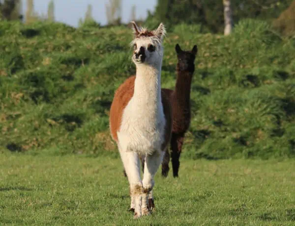 10 Alpaca Facts about These Adorable Animals