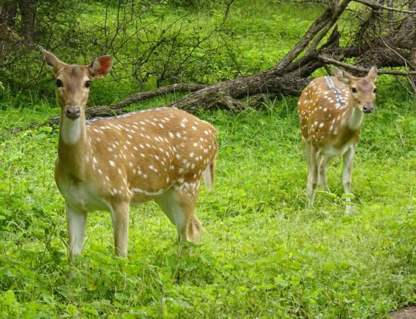 17 Types of Deer: Species, Description, and Fun Facts