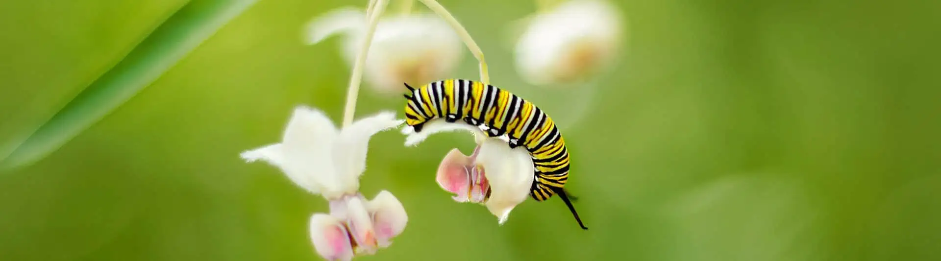 11 Caterpillar Facts About The Colorful Crawlers