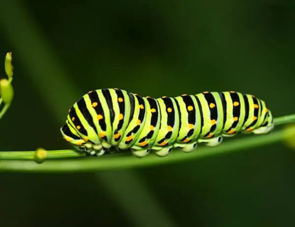 11 Caterpillar Facts About The Colorful Crawlers