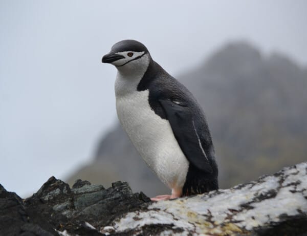 33 Animals That Start With C With Pictures And Facts