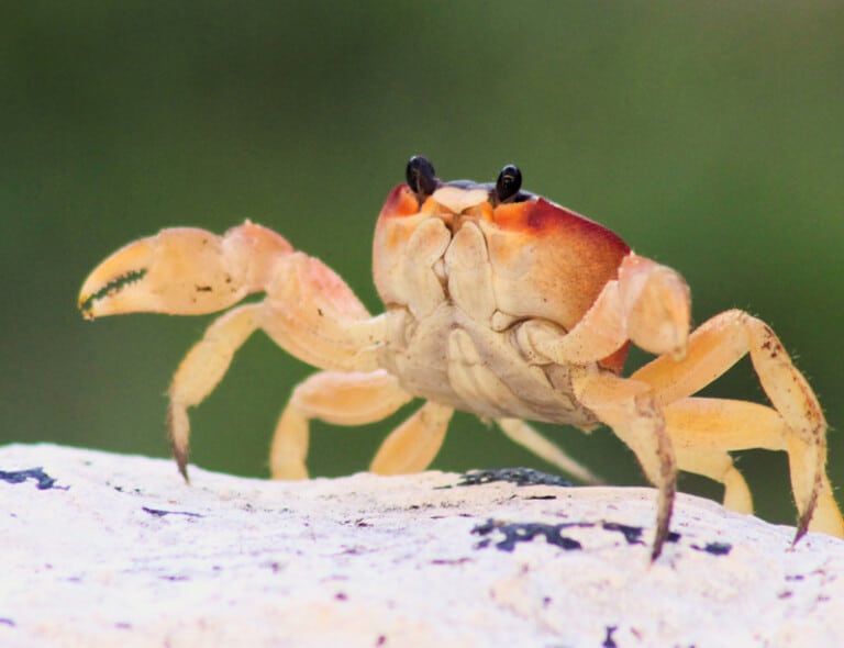 15 Crab Facts About These Fascinating Crustaceans