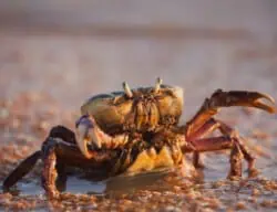 15 Crab Facts About These Fascinating Crustaceans
