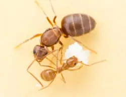 16 Different Types of Ants: Species, Pictures and Identification