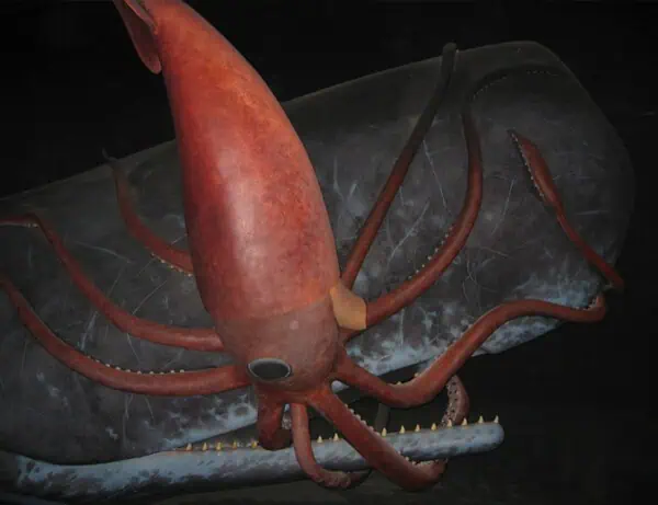 12 Squid Facts About The Intriguing Cephalopods