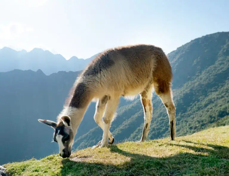 15 Surprising Llama Facts About These Gentle Creatures