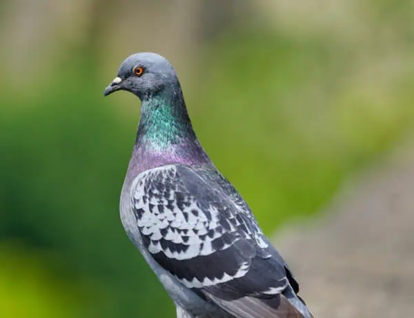15 Pigeon Facts About the Famous Messenger Birds