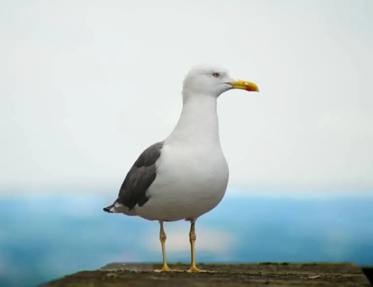 11 Surprising Seagull Facts About These Coastal Birds