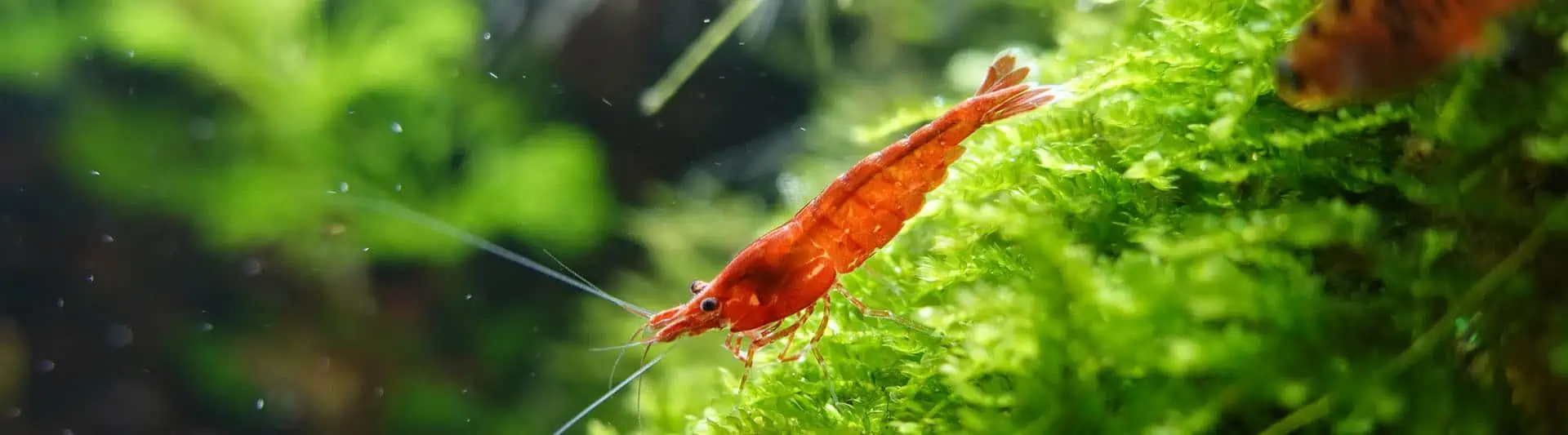 10 Surprising Shrimp Facts You Might Now Know
