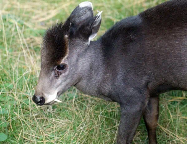 17 Types of Deer: Species, Description, and Fun Facts