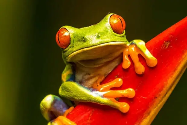 15 of the Strongest Animals in the World