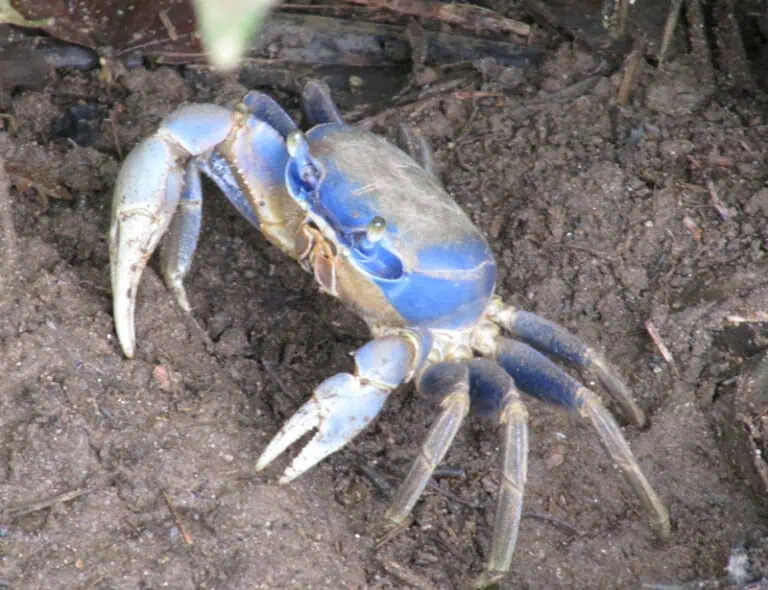 21 Types of Crab Exploring the Incredible Variety of Crab Species
