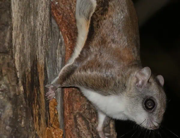 15 Flying Squirrel Facts - Your Guide to These Gliding Mammals