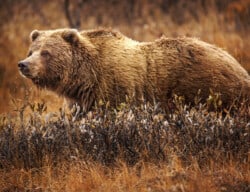 8 Types of Bear: Fun Facts, Bear Species and Habitats