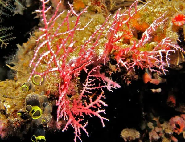 24 Types of Coral: Description, Distribution, and Fun Facts
