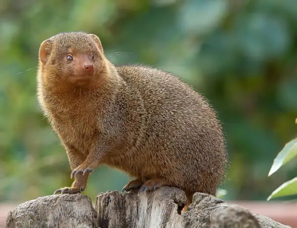 33 Animals That Start With M With Pictures And Facts