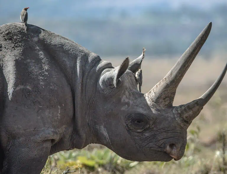 15 Rhinoceros Facts About The Endangered Giants