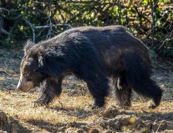 8 Types of Bear: Fun Facts, Bear Species and Habitats