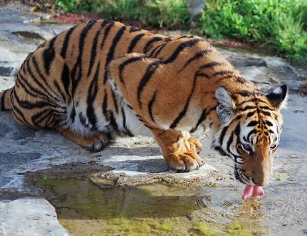9 Types of Tiger: An In-depth Look at the Nine Subspecies