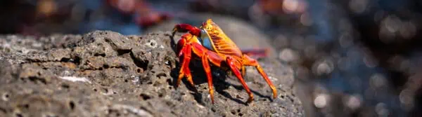 21 Types of Crab Exploring the Incredible Variety of Crab Species
