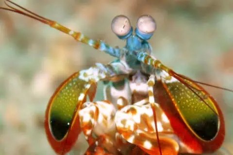 13 Types of Mantis Shrimp: Species, Facts and Photos