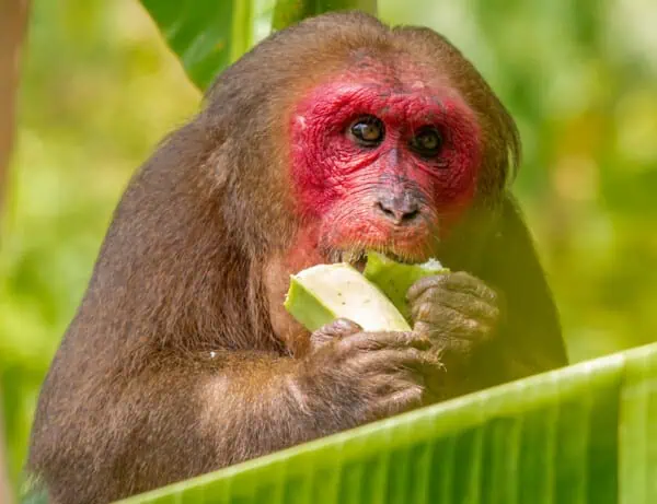 19 Animals That Start With U With Pictures and Facts