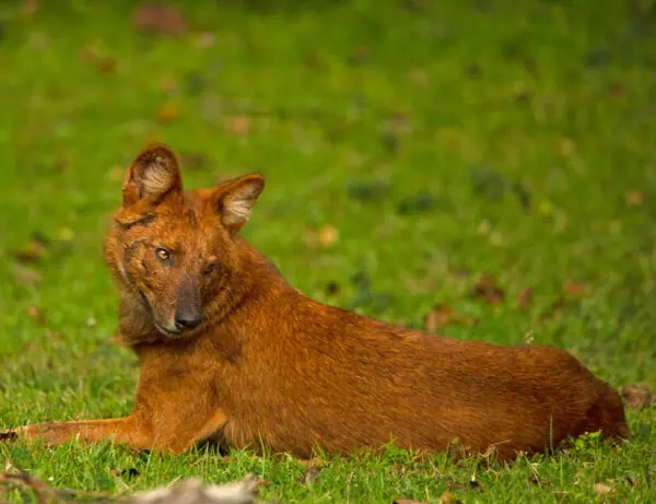 24 Animals That Start With D: Facts and Photos