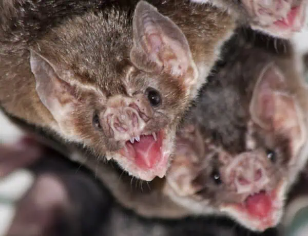 23 Animals That Start With V: With Pictures And Facts