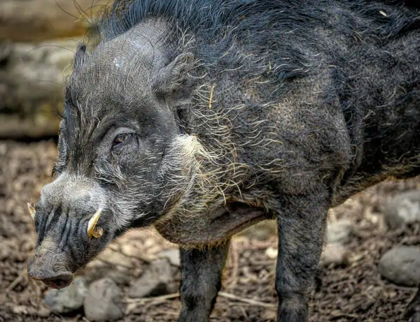 23 Animals That Start With V: With Pictures And Facts