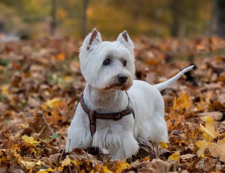 15 Types of Terrier: Pictures and Fun Facts