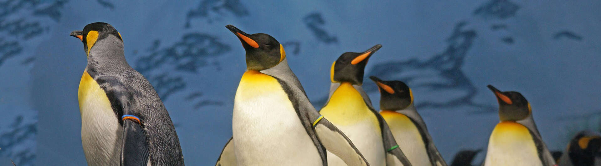 24 Animals That Start With K With Pictures And Facts