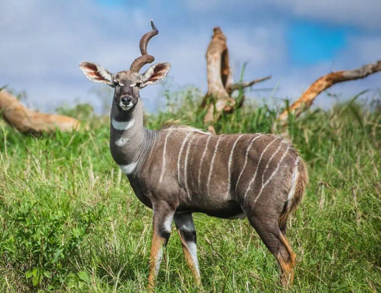 16 Types of Antelope: Species, Habitats, Diets