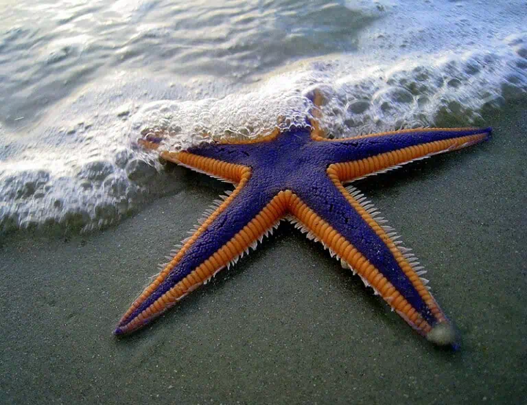 17 Types of Starfish: Species, Habitats, Diets