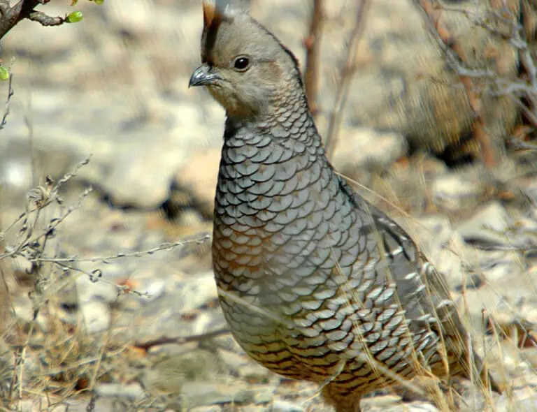 14 Types of Quail: Species, Pictures and Identification