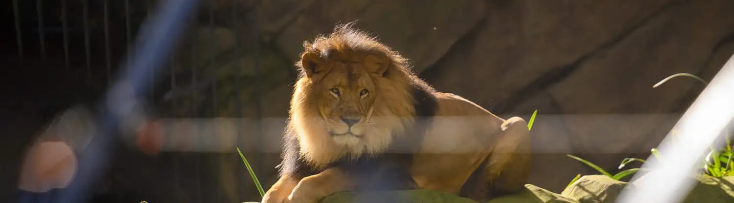 Should Zoos Be Banned? — A View From Both Sides