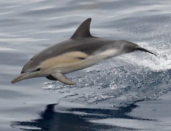 20 Types of Dolphins: Facts and Photos of Dolphin Species
