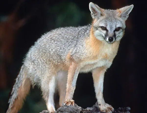 23 Types of Foxes: Facts and Photos