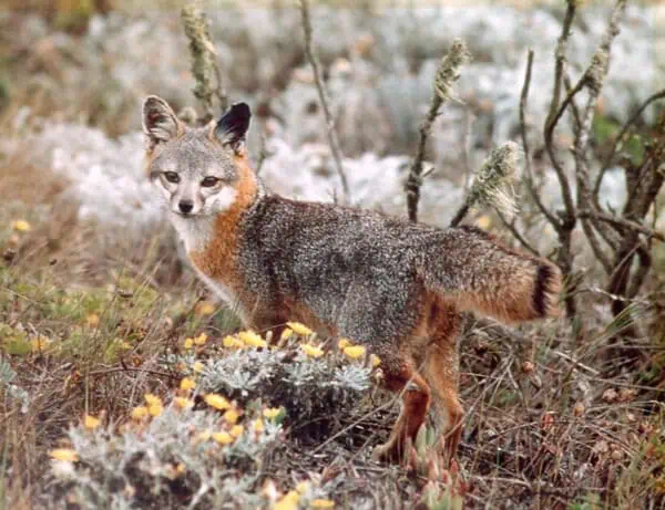 23 Types of Foxes: Facts and Photos