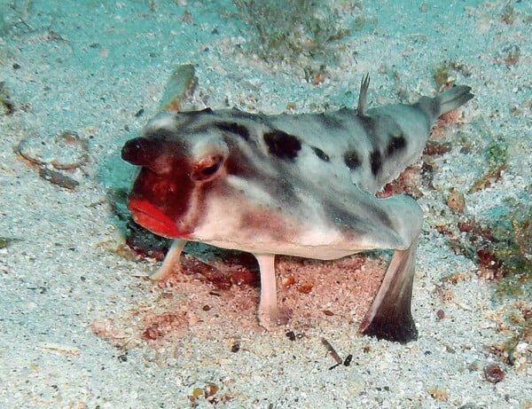20 Ugly Fish From Around The Globe
