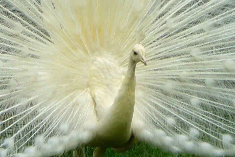 12 Surprising Peacock Facts About These Majestic Birds