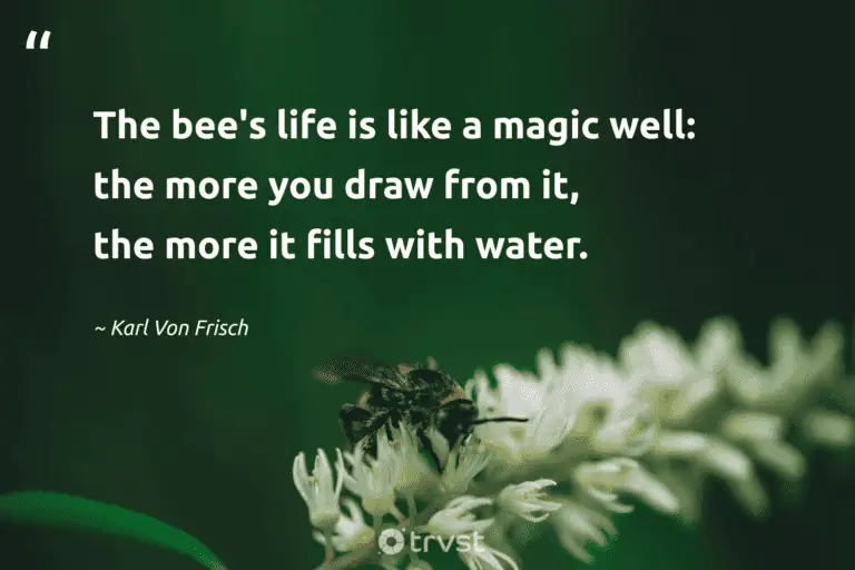 68 Bee Quotes Buzzing With Lessons And Reminders (2025)
